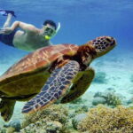 Cebu: Island Hopping Pescador,Sardine Run andTurtle Paradise - The Itinerary: A Closer Look