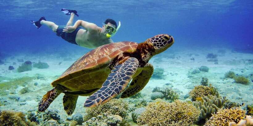 Cebu: Island Hopping Pescador,Sardine Run andTurtle Paradise - The Itinerary: A Closer Look
