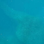 Cebu: Kawasan Canyoneering & Sardines Run and Turtle Chase - The Canyoneering Adventure: From Forest to Falling Water
