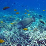 Cebu Mactan Island Hopping + Picnic Lunch (Private Tour) - What Past Travelers Say