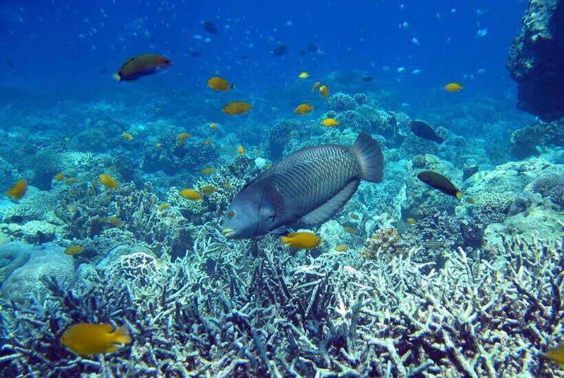 Cebu Mactan Island Hopping + Picnic Lunch (Private Tour) - What Past Travelers Say