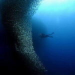 Cebu: Moalboal Scuba Diving, Sardines Run & Pescador Snorkel - The Experience in Detail: What to Expect