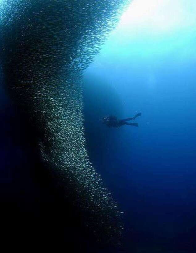 Cebu: Moalboal Scuba Diving, Sardines Run & Pescador Snorkel - The Experience in Detail: What to Expect