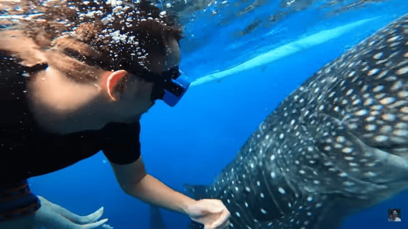 Cebu: Oslob Whale Shark and Moalboal Snorkeling Adventure - The Marine Experience: What It Means for You