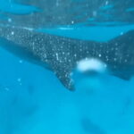 Cebu: Oslob Whale Shark and Moalboal Snorkeling Tour - Who Will Love This Tour?