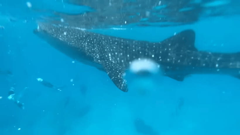 Cebu: Oslob Whale Shark and Moalboal Snorkeling Tour - Who Will Love This Tour?