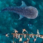 Cebu: Oslob Whale Shark, Sumilon, Ruins, Simala Church - Authentic Feedback & What It Means
