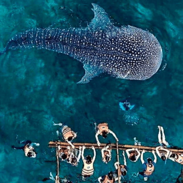 Cebu: Oslob Whale Shark, Sumilon, Ruins, Simala Church - Authentic Feedback & What It Means