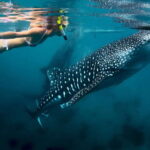 Cebu: Oslob Whale Shark Swimming - An In-Depth Look at the Tour Experience
