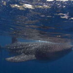 Cebu: Oslob Whale Shark Swimming and Tumalog Falls Tour - Who Is This Tour For?