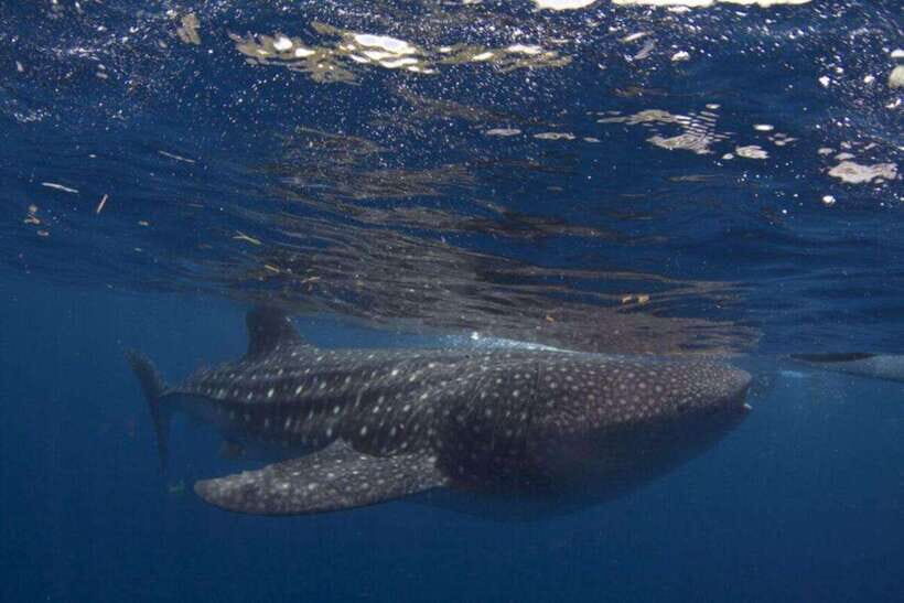 Cebu: Oslob Whale Shark Swimming and Tumalog Falls Tour - Who Is This Tour For?