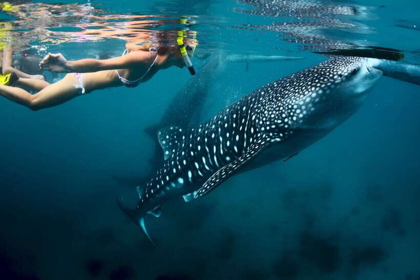 Cebu: Oslob Whale Shark Swimming - An In-Depth Look at the Tour Experience