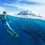 Cebu: Oslob Whale Sharks, Tumalog Falls & Sardine Snorkeling - A Deep Dive into the Tour Experience