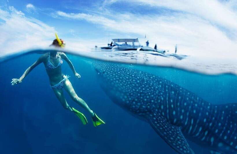 Cebu: Oslob Whale Sharks, Tumalog Falls & Sardine Snorkeling - A Deep Dive into the Tour Experience