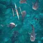 Cebu: Oslob Whaleshark Experience Shared Tour - Practical Details and What to Expect