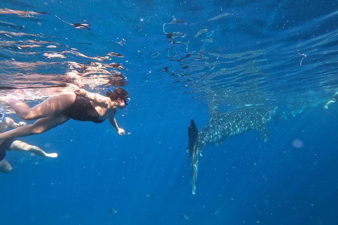 Cebu Oslob Whalesharks, Sumilon & Kawasan Waterfalls Tour - Authentic Traveler Perspectives