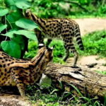 Cebu Safari & Adventure Park: Wildlife Tour with Transfers - Pricing and Value Analysis
