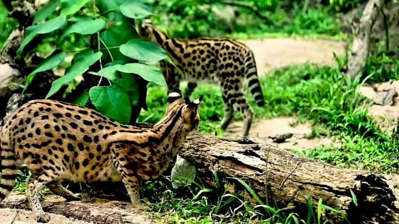 Cebu Safari & Adventure Park: Wildlife Tour with Transfers - Pricing and Value Analysis