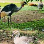 Cebu Safari Journeys - Who Should Consider This Tour?