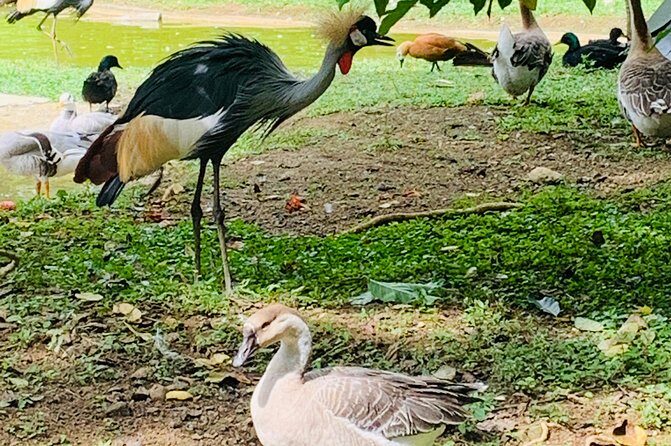 Cebu Safari Journeys - Who Should Consider This Tour?