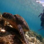 Cebu: Scuba Diving Experience beach entry in Mactan - What to Expect from the Tour