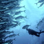 Cebu: Scuba Diving with Sardines and Pescador Island Snorkel - Practical Details and Value