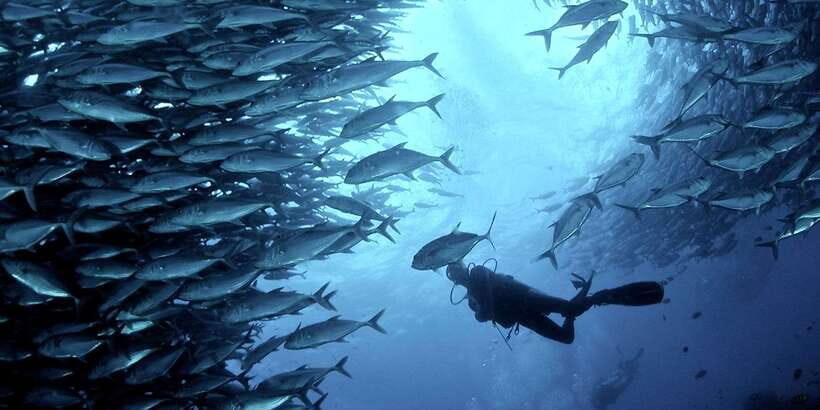 Cebu: Scuba Diving with Sardines and Pescador Island Snorkel - Practical Details and Value