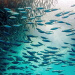 Cebu Ultimate Oslob Whale Shark and Moalboal Turtles Joiner Tour - Who Will Love This Tour?