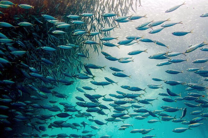 Cebu Ultimate Oslob Whale Shark and Moalboal Turtles Joiner Tour - Who Will Love This Tour?