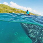 Cebu: Whale Shark Encounter and Kawasan Canyoneering - What Makes This Tour Stand Out?