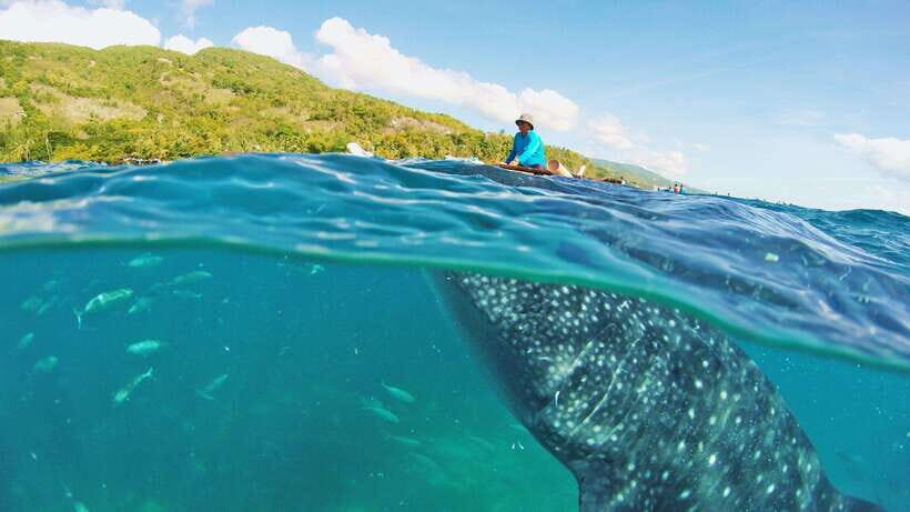 Cebu: Whale Shark Encounter and Kawasan Canyoneering - What Makes This Tour Stand Out?