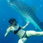 Cebu Whale Shark Interaction, Moalboal Sea Turtles, Sardines Run & Canyoneering - Frequently Asked Questions