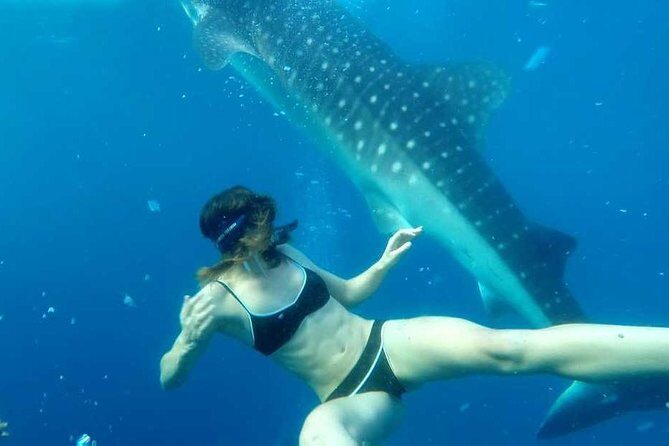 Cebu Whale Shark Interaction, Moalboal Sea Turtles, Sardines Run & Canyoneering - Frequently Asked Questions