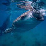 Cebu: Whale Shark, Monkey Sanctuary, & Moalboal Snorkel Tour - In-Depth Breakdown of the Itinerary