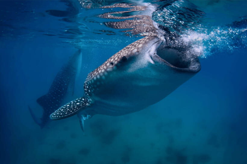 Cebu: Whale Shark, Monkey Sanctuary, & Moalboal Snorkel Tour - In-Depth Breakdown of the Itinerary