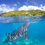 Cebu: Whale Shark Swim and Kawasan Canyoneering Group Tour - Detailed Breakdown of the Experience