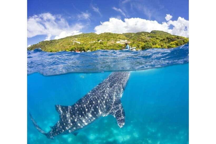 Cebu: Whale Shark Swim and Kawasan Canyoneering Group Tour - Detailed Breakdown of the Experience