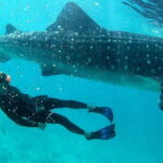 Cebu: Whale Shark Swimming & Inambakan Falls Adventure - The Value of This Tour