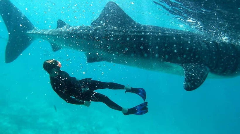 Cebu: Whale Shark Swimming & Inambakan Falls Adventure - The Value of This Tour