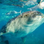 Cebu Whale Shark Swimming & Kawasan Canyoneering Group Tour - What Makes This Tour Stand Out