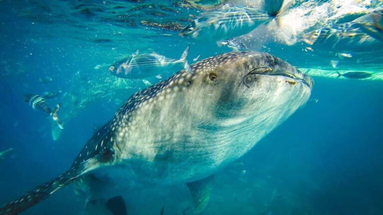Cebu Whale Shark Swimming & Kawasan Canyoneering Group Tour - What Makes This Tour Stand Out