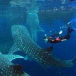 Cebu: Whale Shark Watching and Canyoneering Group Tour - The Canyoneering Experience: Kawasan Falls