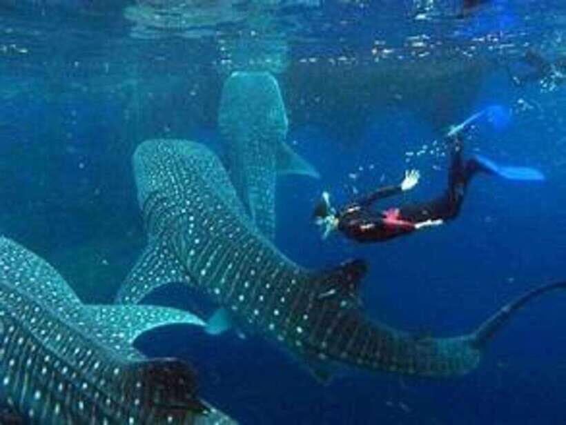 Cebu: Whale Shark Watching and Canyoneering Group Tour - The Canyoneering Experience: Kawasan Falls