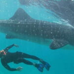 Cebu: WhaleShark , Tumalog Falls, & Sardine Run Snorkeling - Oslob Whale Shark Encounter: Close, but Not Intimate