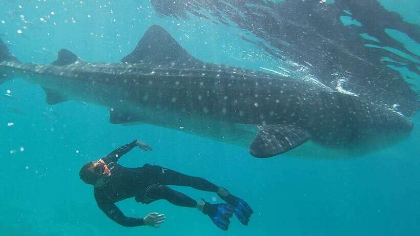 Cebu: WhaleShark , Tumalog Falls, & Sardine Run Snorkeling - Oslob Whale Shark Encounter: Close, but Not Intimate
