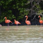 Celestun Biosphere Reserve Tour from Merida - Practical Details & Tips for Travelers