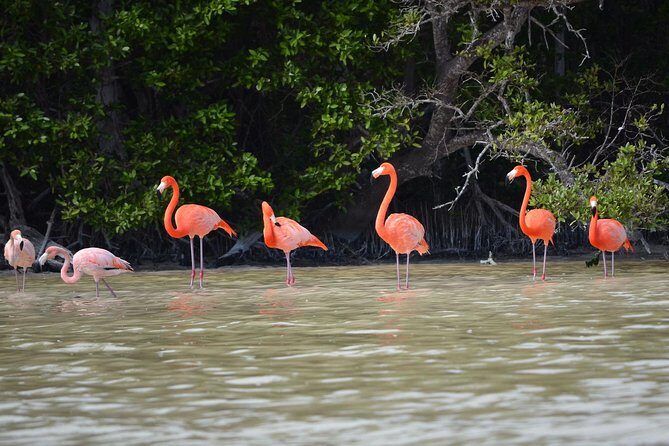 Celestun Biosphere Reserve Tour from Merida - Practical Details & Tips for Travelers