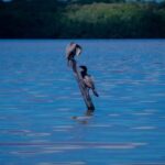Celestún Flamingos, Beach, and Seafood Tour, leaving from Merida - What’s Included and What Costs Extra