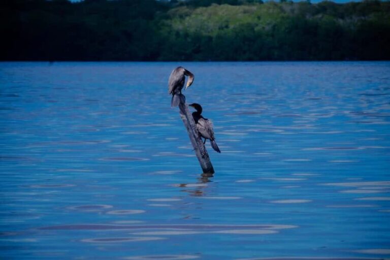 Celestún Flamingos, Beach, and Seafood Tour, leaving from Merida - What’s Included and What Costs Extra