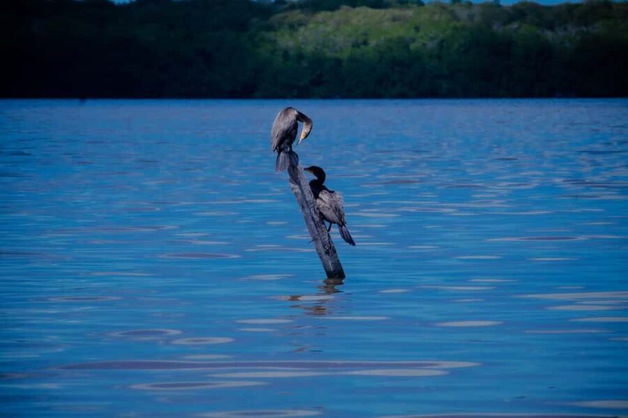 Celestún Flamingos, Beach, and Seafood Tour, leaving from Merida - What’s Included and What Costs Extra